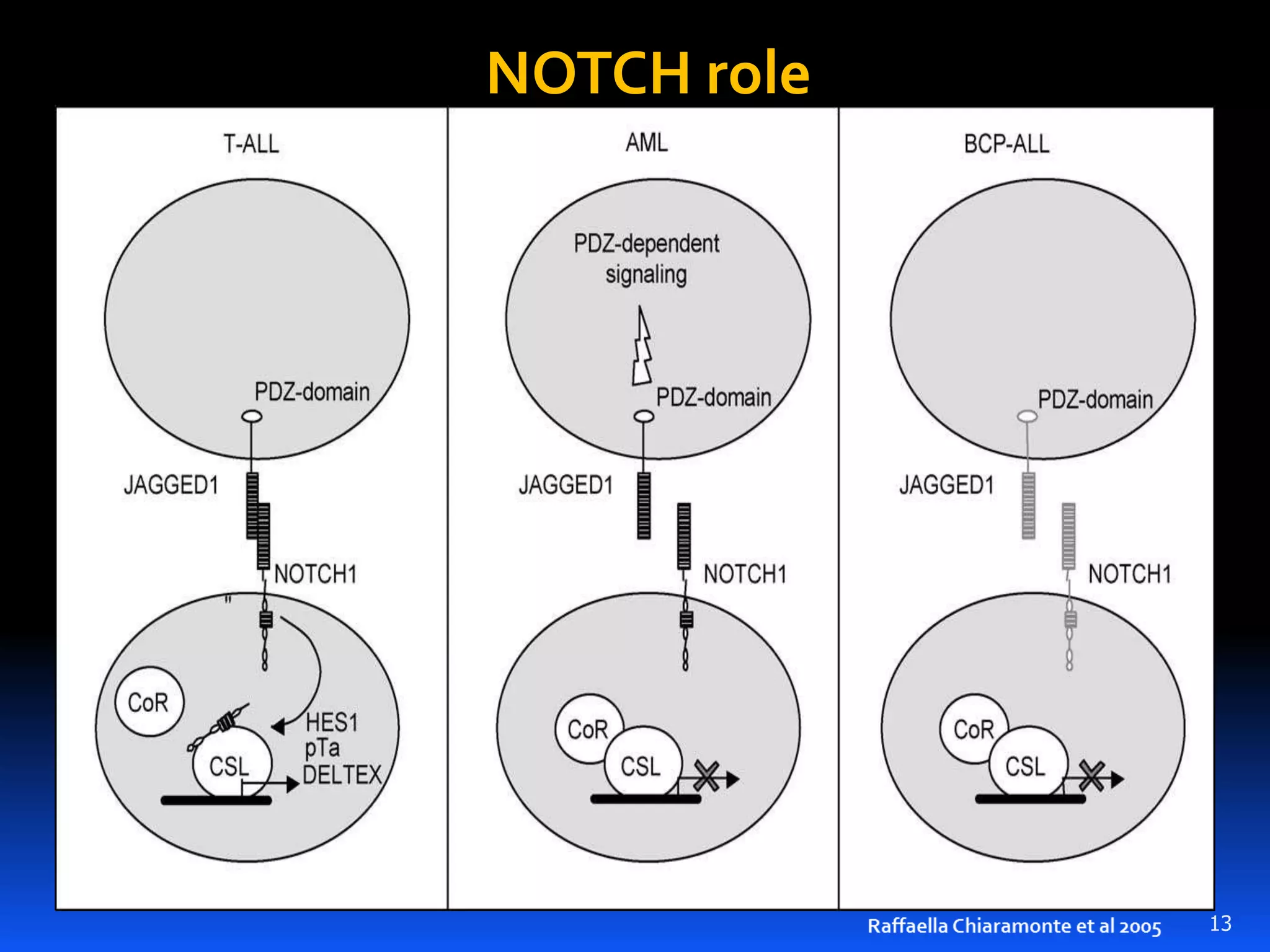 notch signaling and acute leukemia | PPT