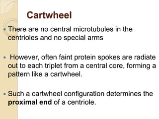 Centrioles and basal bodies | PPTX