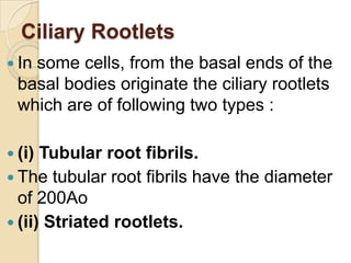 Centrioles and basal bodies | PPTX