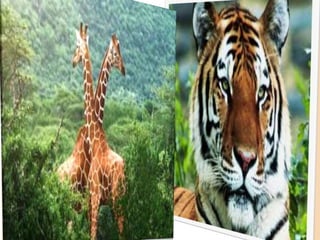 wildlife | PPTX