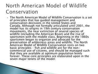 wildlife | PPT