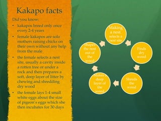 Kakapo | PPTX