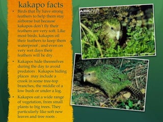 Kakapo | PPTX
