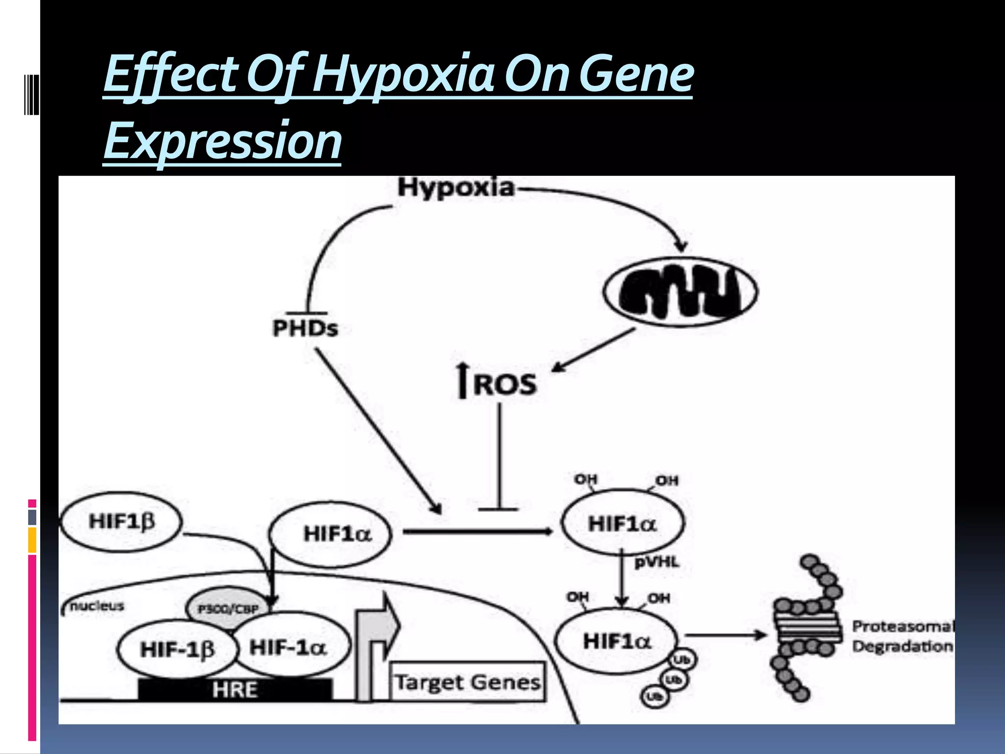 hypoxic effect on gene and dna | PPT