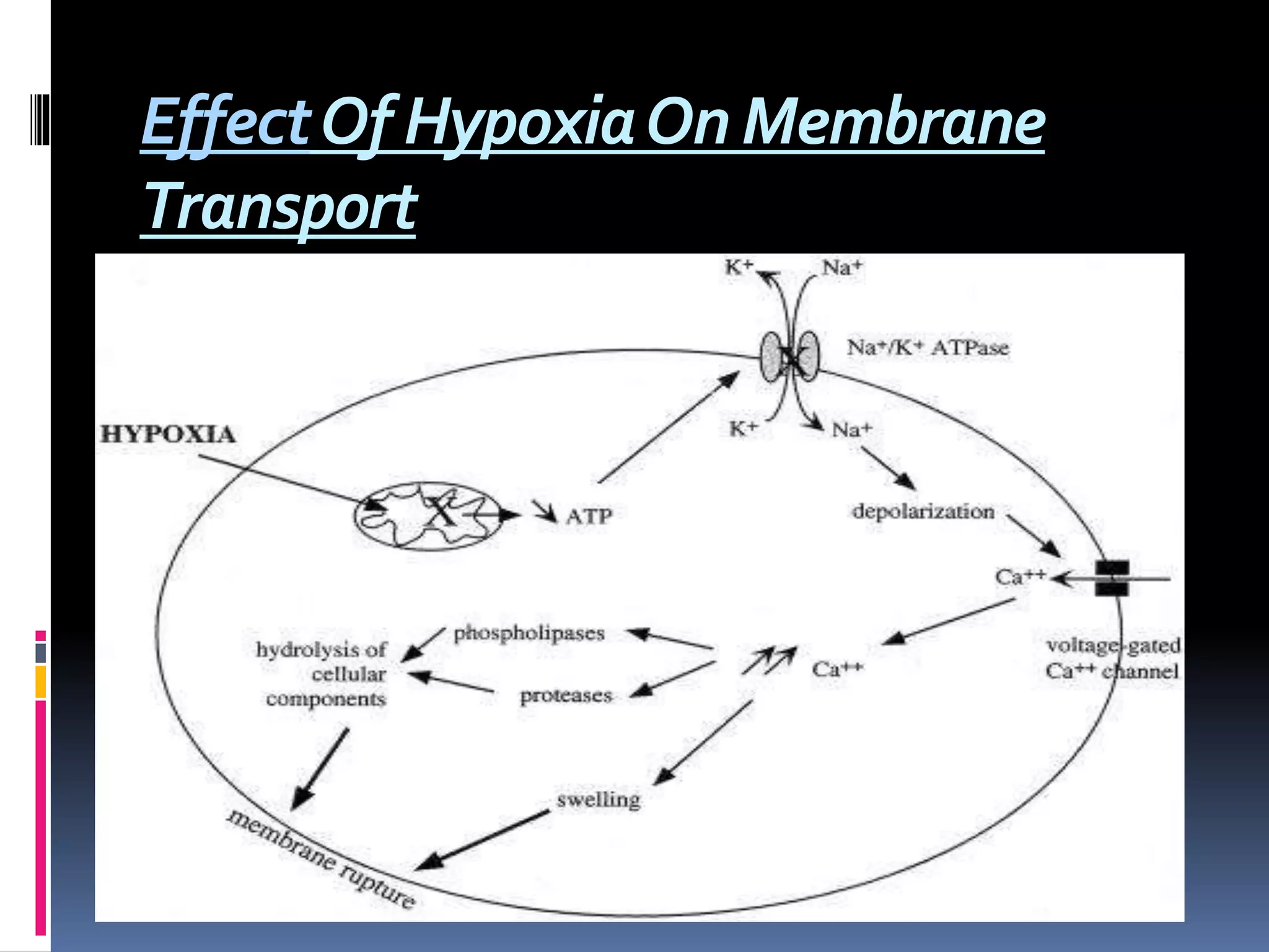 hypoxic effect on gene and dna | PPT