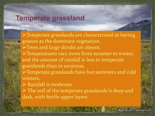 Grassland Biome | PPTX