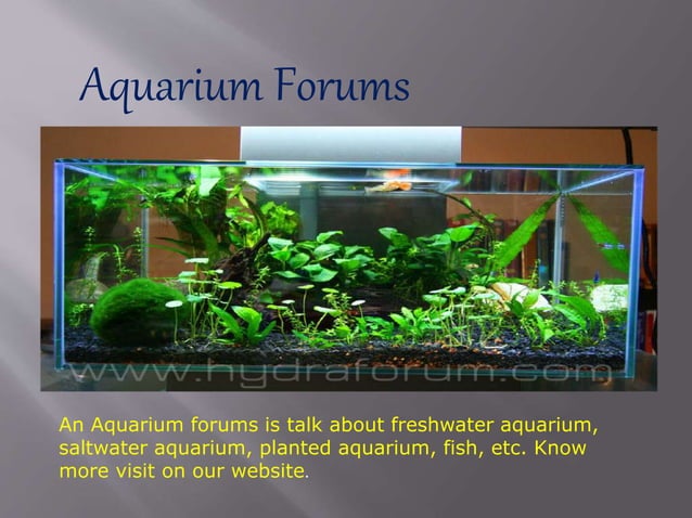 Aquarium Forums | PPTX | Fish and Aquariums | Pets