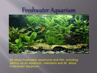 Aquarium Forums | PPTX | Fish and Aquariums | Pets