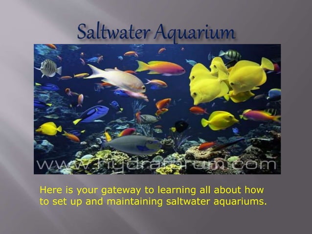 Aquarium Forums | PPTX | Fish and Aquariums | Pets