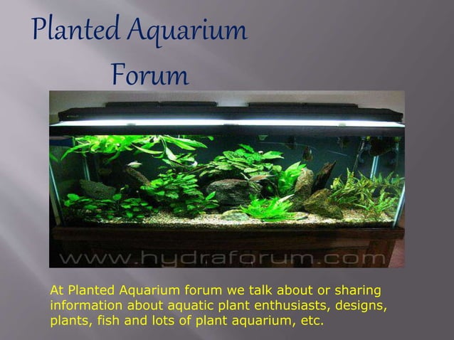 Aquarium Forums | PPTX | Fish and Aquariums | Pets