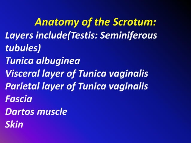 Presentation1.pptx, radiological imaging of scrotal diseases. | PPTX