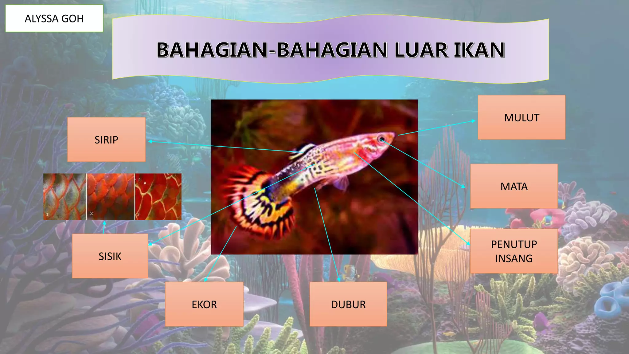 ikan hiasan | PPT