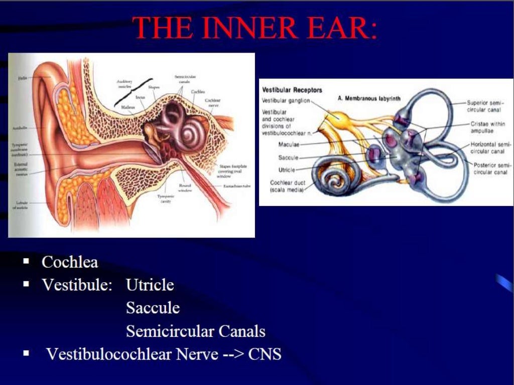 Presentation1.pptx, radiological imaging of inner ear diseases