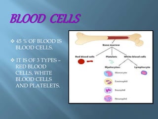 BLOOD | PPTX