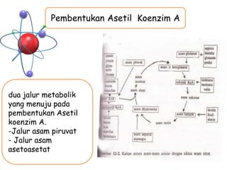 Presentation1 Biokimia pangan Asam Amino | PPTX