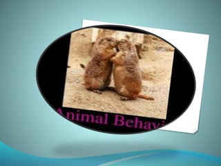 animal behavior | PPTX