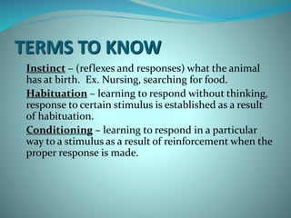 animal behavior | PPTX