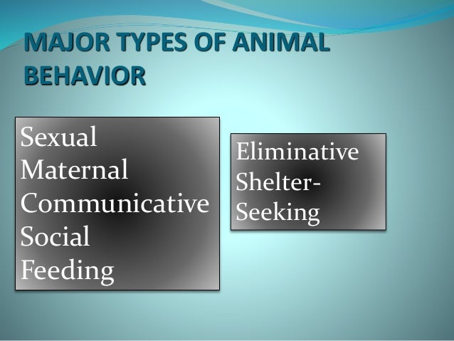 animal behavior