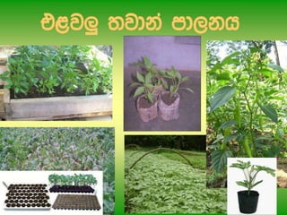 Nursery management | PPT