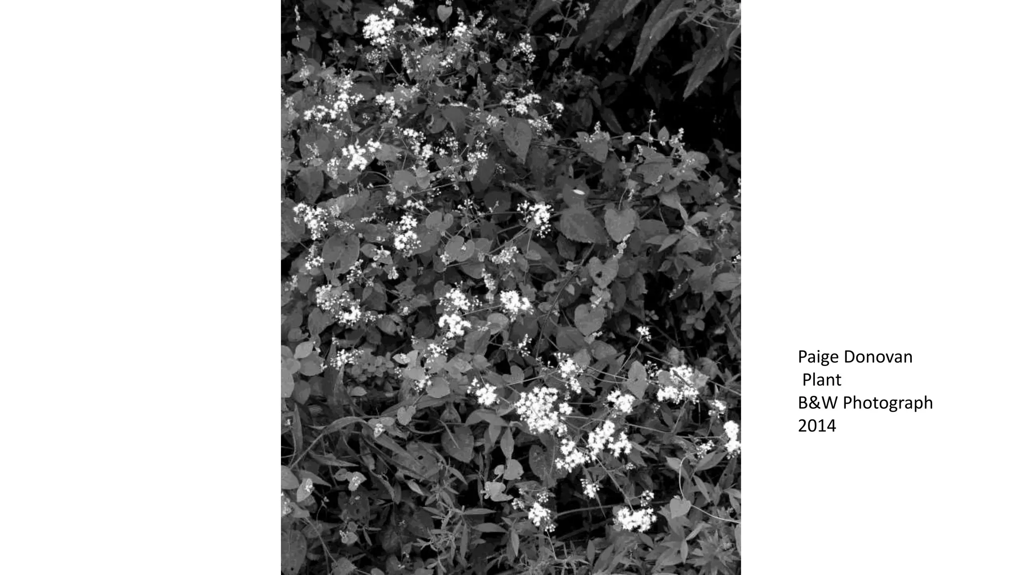 unit 1 basic of photography | PPTX