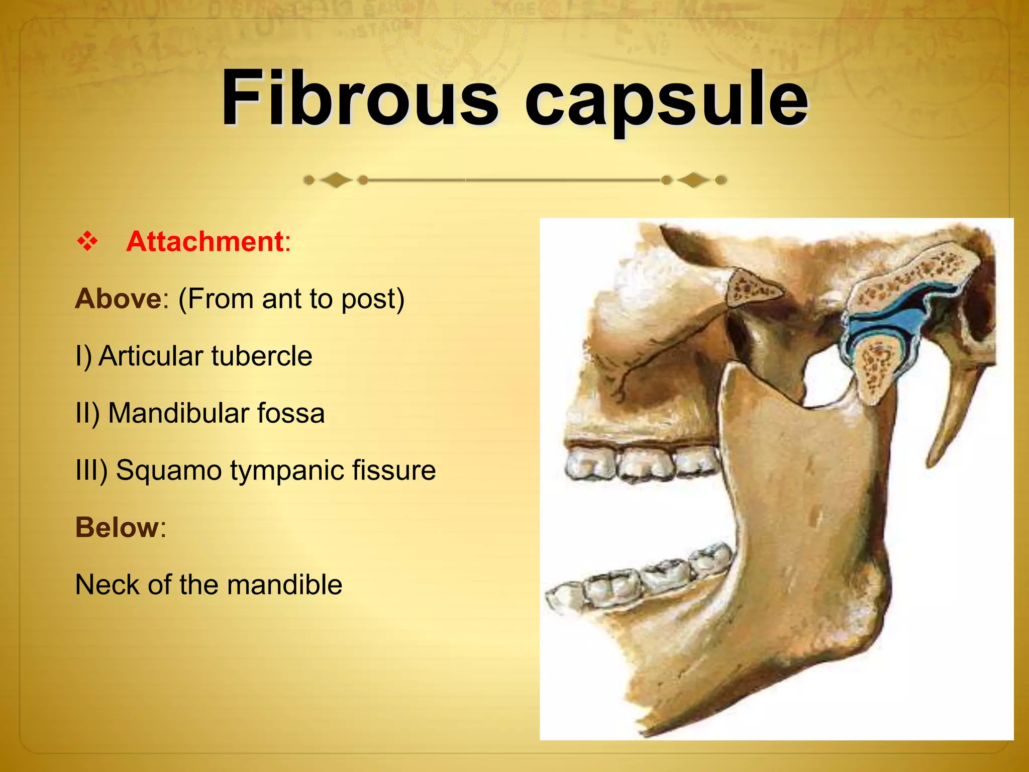 TMJ and its relation to periodontics | PPTX