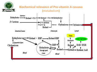 BIOFORTIFICATION OF STAPLE CROPS: PROVITAMIN A CASSAVA AS A CASE STUDY ...