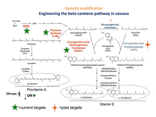 BIOFORTIFICATION OF STAPLE CROPS: PROVITAMIN A CASSAVA AS A CASE STUDY ...