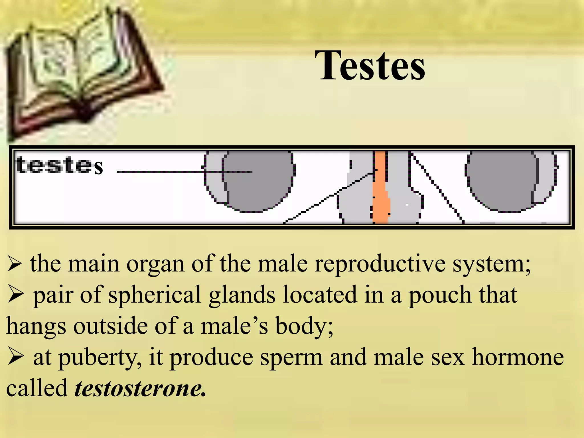 Human Reproductive System | PPTX