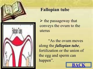 Human Reproductive System | PPTX