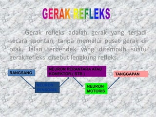 sistem saraf | PPTX