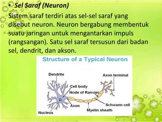 sistem saraf | PPTX