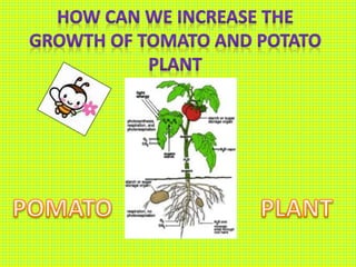 pomato plant | PPT