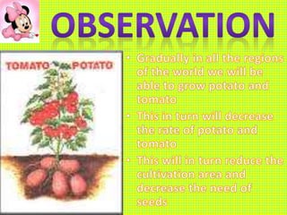 pomato plant | PPT