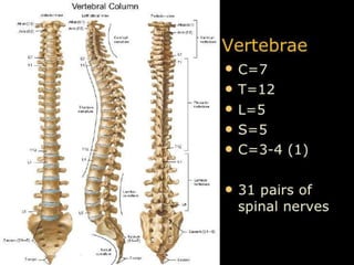 Presentation1.pptx, normal spinal anatomy. | PPTX