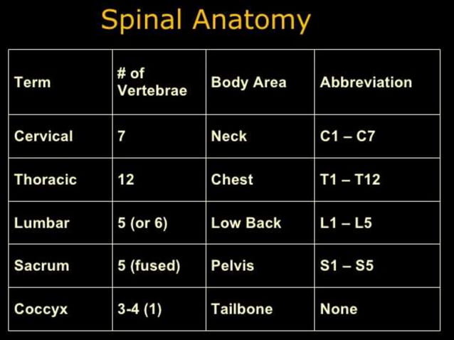 Presentation1.pptx, normal spinal anatomy. | PPTX | Death, Injury, or ...
