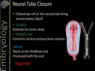 Presentation1.pptx, radiological anatomy of the brain and pituitary ...