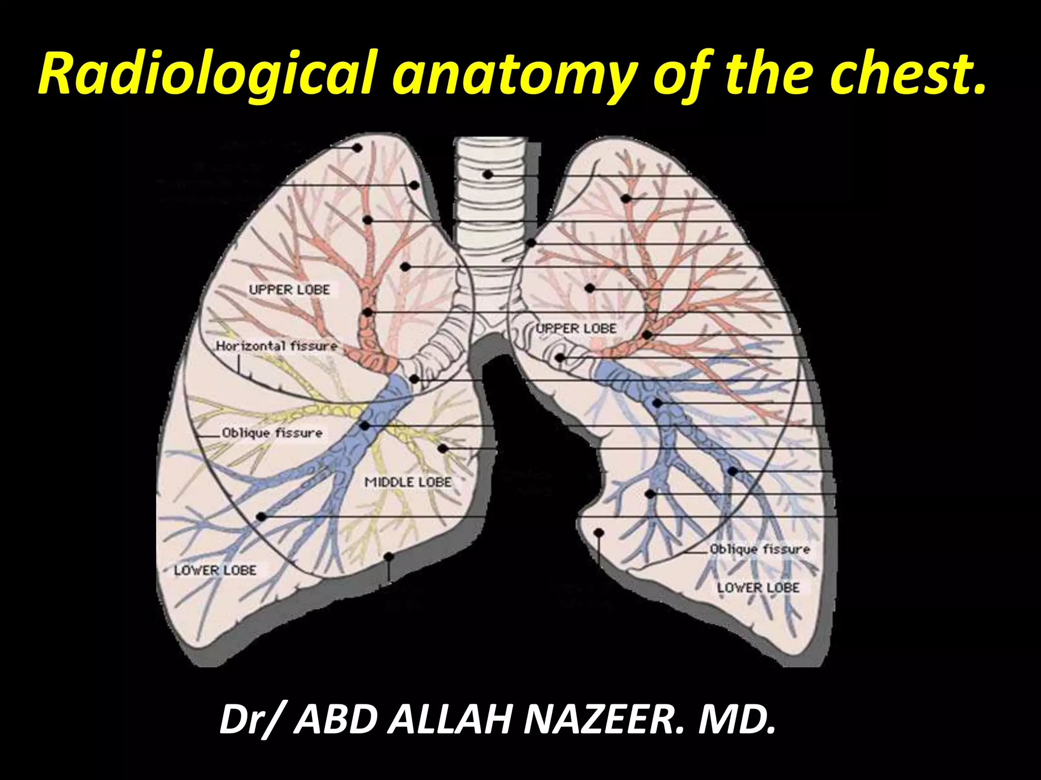 Presentation1.pptx, radiological anatomy of the chest. | PPTX