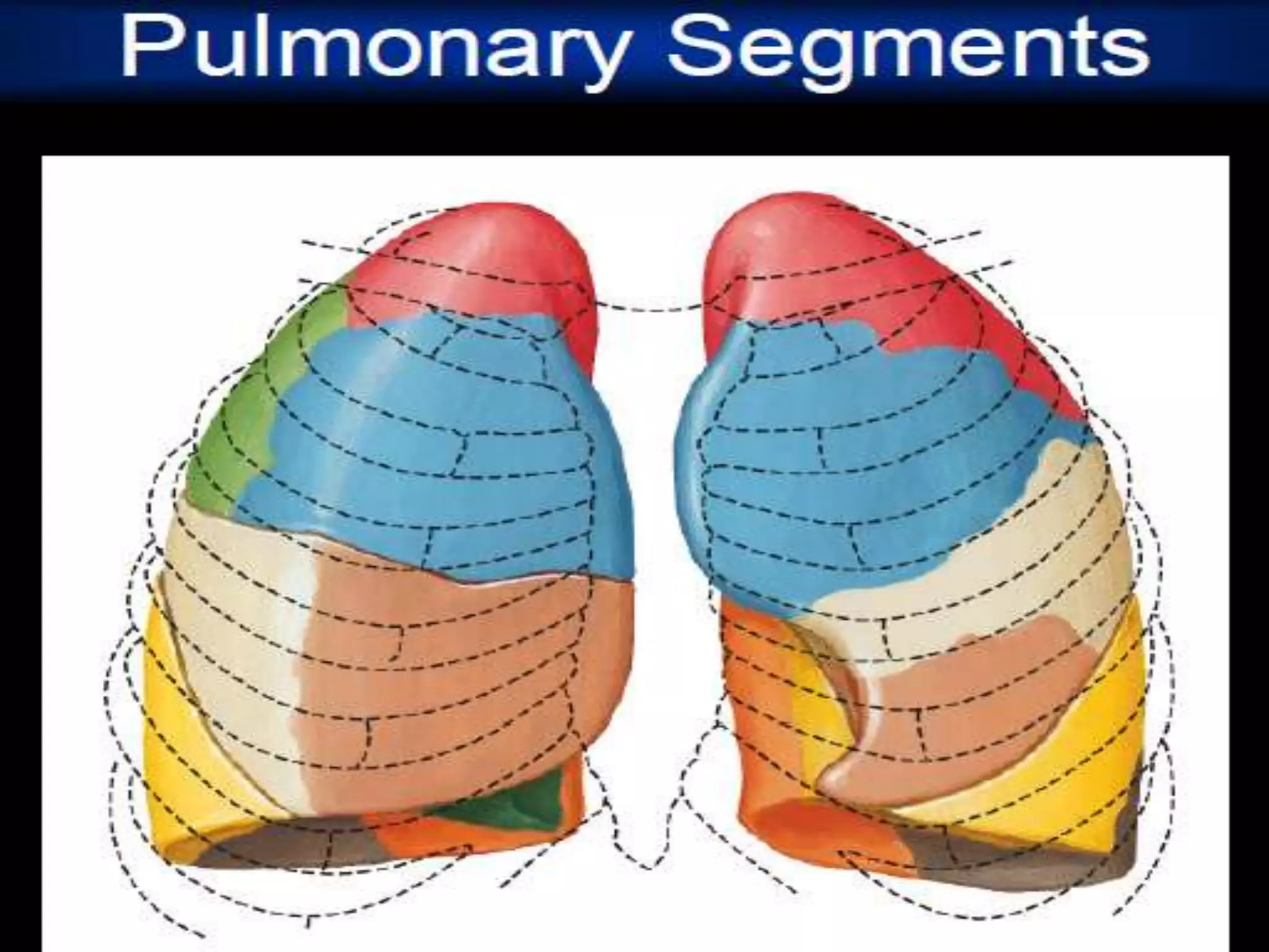 Presentation1.pptx, radiological anatomy of the chest. | PPTX