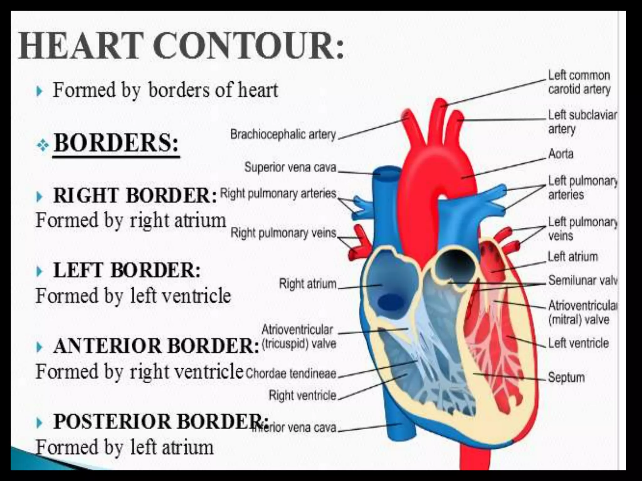 Presentation1.pptx, radiological anatomy of the chest. | PPTX