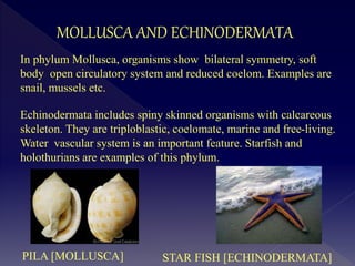 Diversity In Living Organisms | PPTX