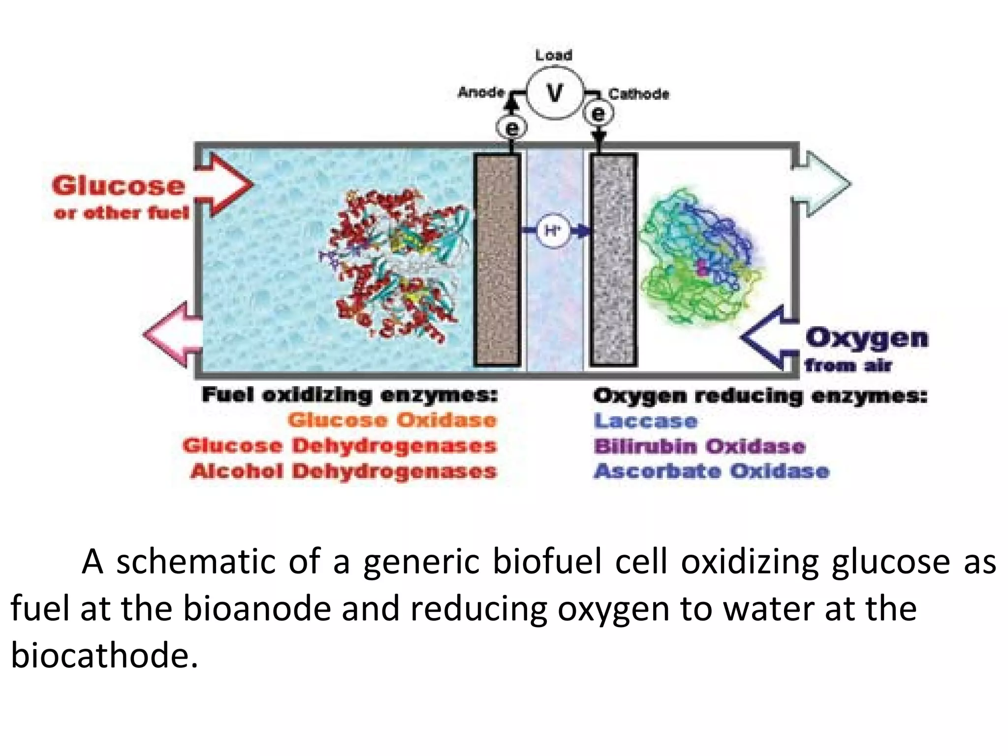 Enzymatic biofuel cells | ODP