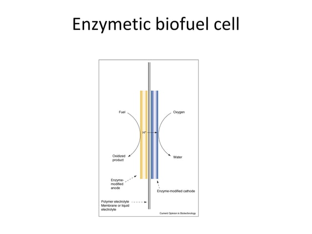 Enzymatic biofuel cells | ODP | Biotech and Biomedical Industry ...