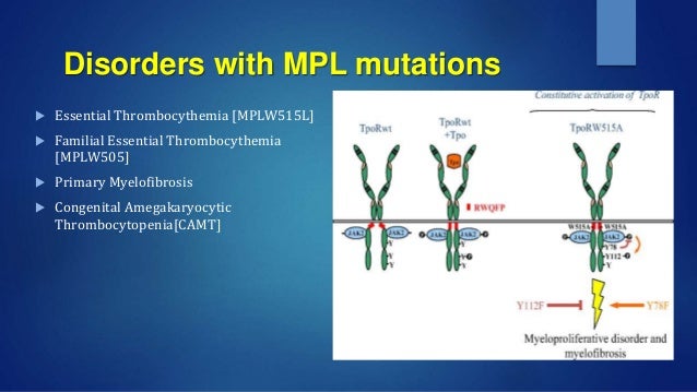 Molecular Genetics in MPN