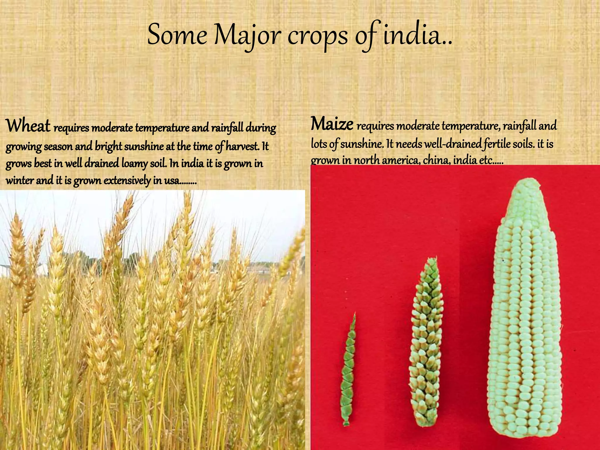 Major crops in india | PPTX