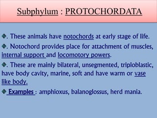 animal kingdom | PPT