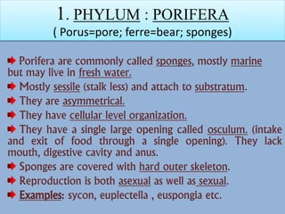 animal kingdom | PPT