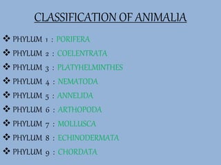 Animal Classification Phylum