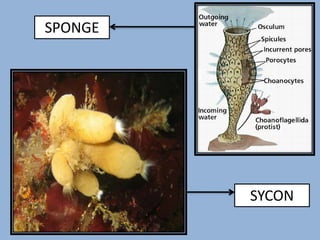 animal kingdom | PPTX