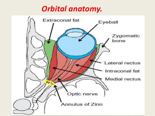 Orbit Imaging Anatomy