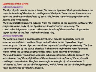 Presentation1.pptx, radiological anatomy of the larynx and trachea. | PPTX